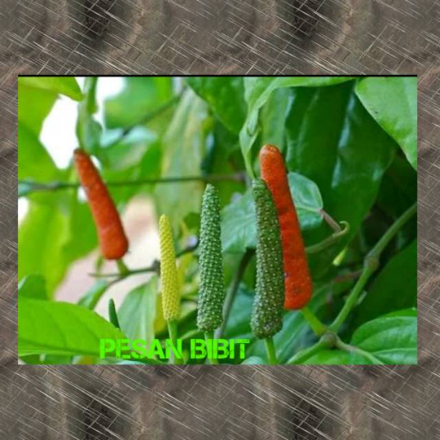 Jual BIBIT CABAI JAMU (CABE JAWA) | Shopee Indonesia