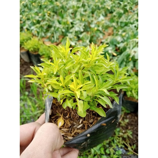 Jual Tanaman Hias Krokot Kuning Indonesia|Shopee Indonesia