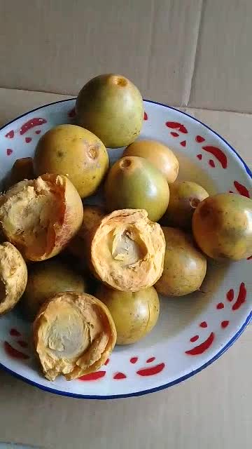 Jual Buah campolai atau campoleh segar 1kg | Shopee Indonesia Jual Buah campolai atau campoleh segar 1kg | Shopee Indonesia