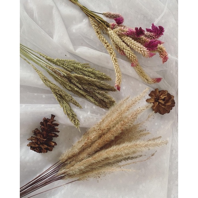 Jual Bunga ilalang / Bunga rumput jawan / Boroco / dried flowers ...
