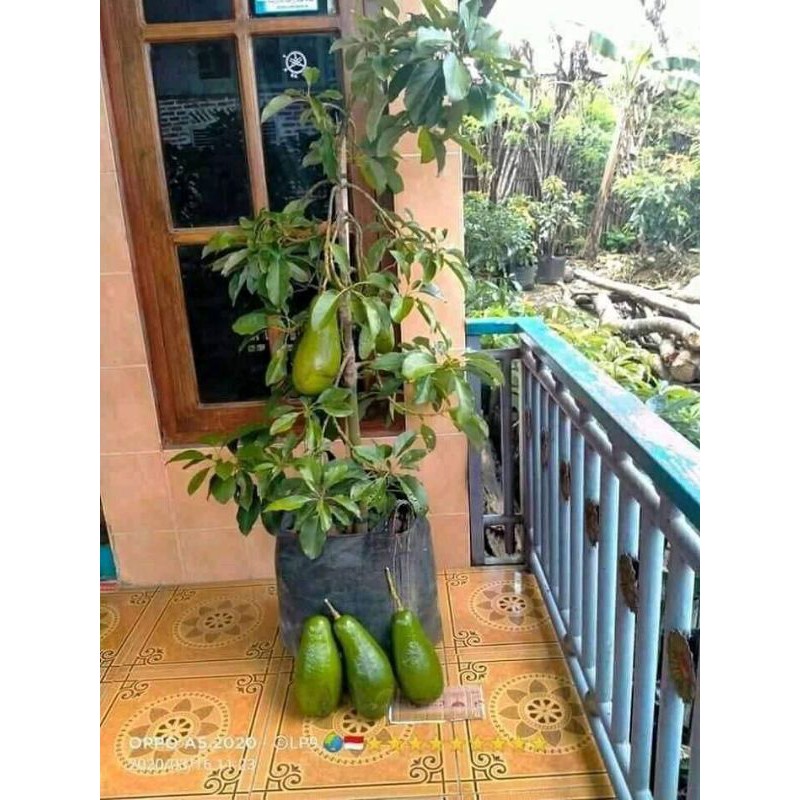 Jual bibit alpukat aligator jumbo super unggul | Shopee Indonesia