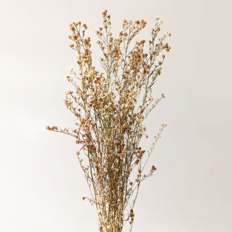 Bunga Pikok Kering Satu Ikat Dried Mini Aster Dried Pikok Warna Putih ...