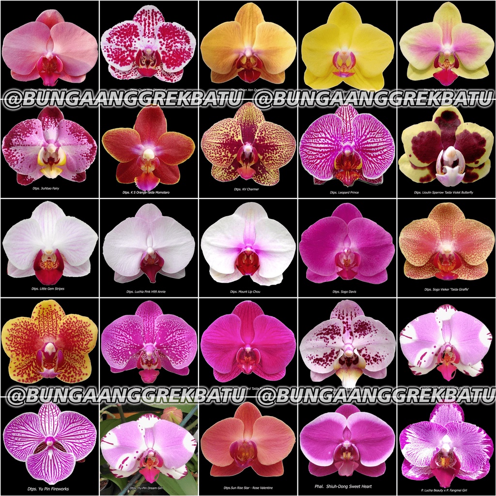 Jual anggrek bulan putih Harga Terbaik & Termurah Maret 2023 | Shopee ...