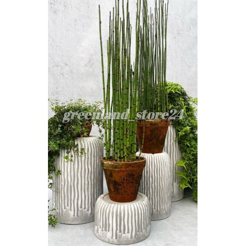 Jual Tanaman hias bambu air - tanaman indoor - tanaman tahan air ...