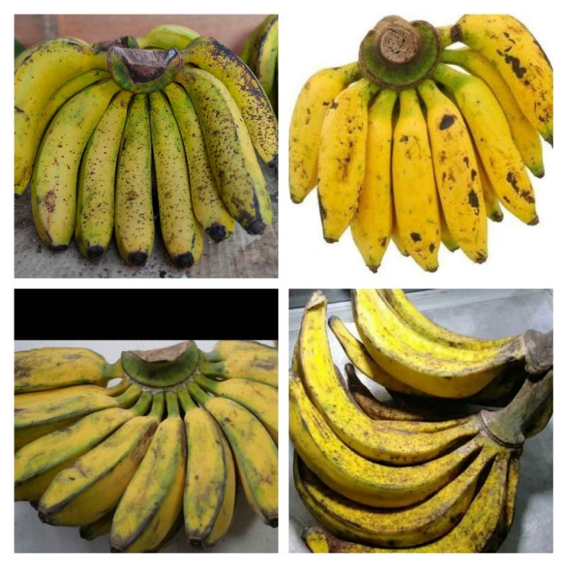 Jual pisang tanduk pisang kepok | Shopee Indonesia
