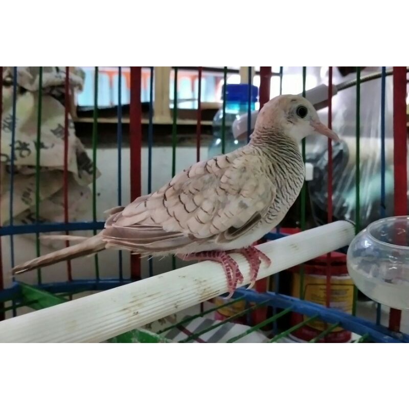 Jual Burung Perkutut Silver - Jantan | Shopee Indonesia