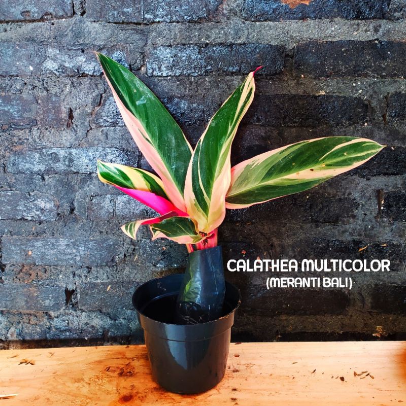 Jual Meranti Bali Tanaman Hias Calathea Multicolor Maranta Indonesia ...