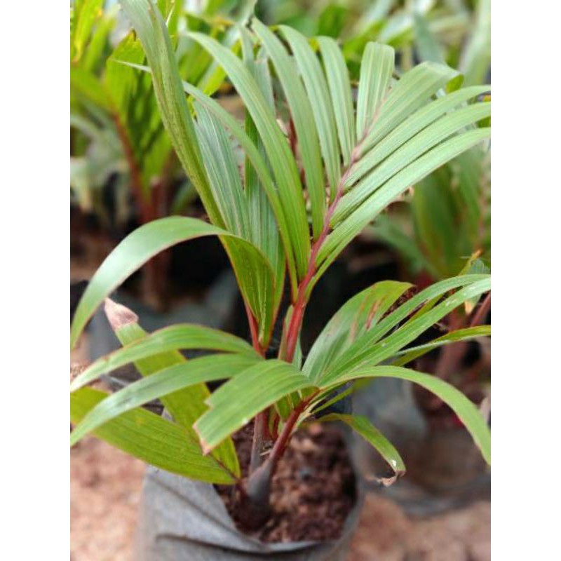 Jual Bibit tanaman hias palem botol merah - palem | Shopee Indonesia Jual Bibit tanaman hias palem botol merah - palem | Shopee Indonesia