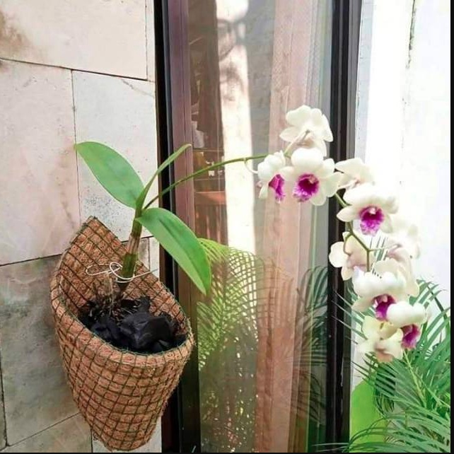 Jual POT DINDING BUNGA ANGGREK TEMPEL DINDING DARI SABUT KELAPA ...