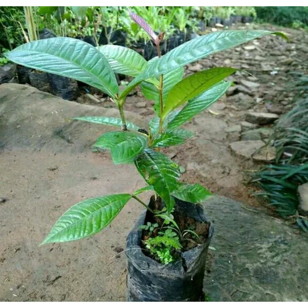 Jual UK1 BIBIT TANAMAN BUAH KUPA-POHON KUPA-GOWOK-LANGKA BERKHASIAT ...