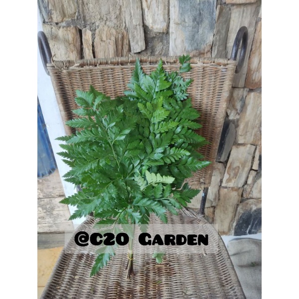Jual DAUN LEATHERLEAF FERN POTONG SEGAR//(Rumohra adiantiformis)//PAKIS ...