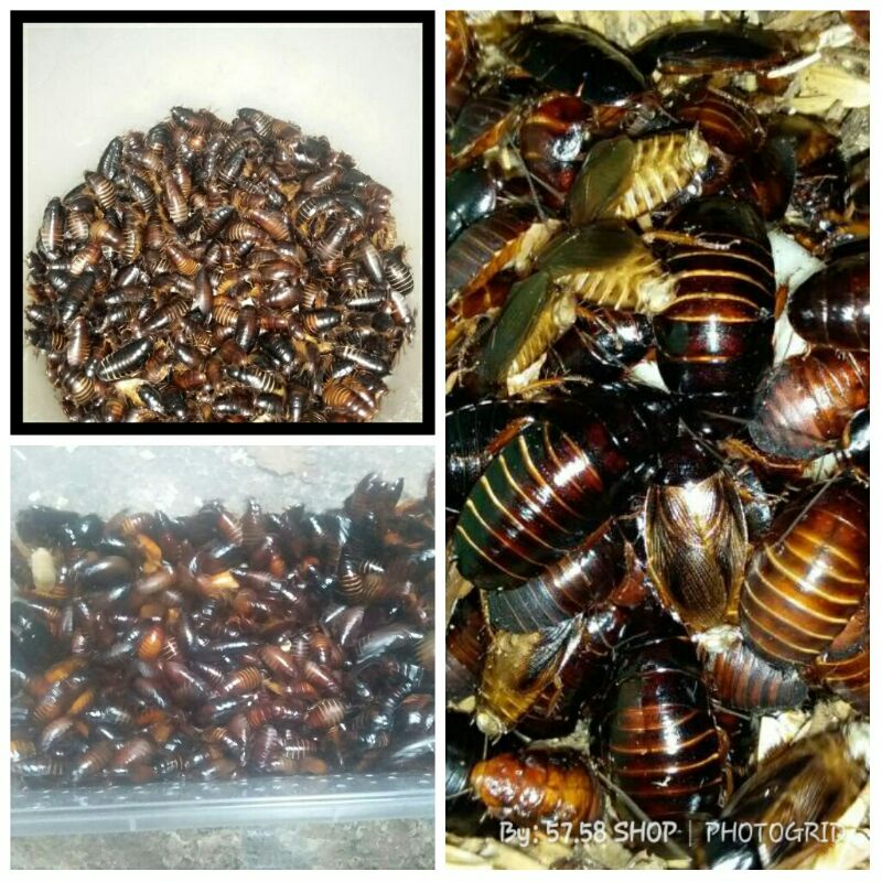 Jual Kecoa Batu /cere mende/Katerlak umpan lele harian dan galatama ...