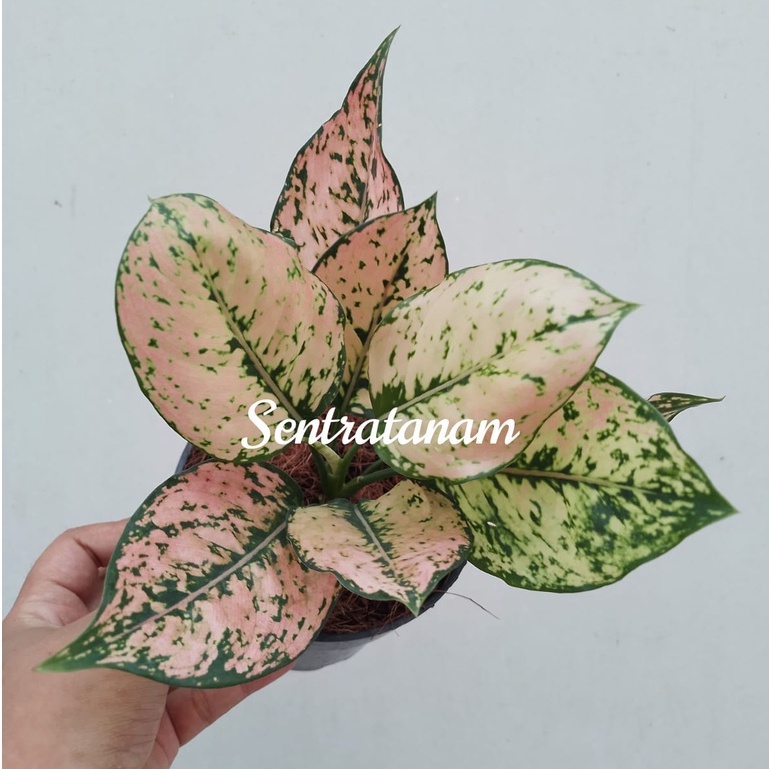 Jual Tanaman Hias Koleksi Aglonema Komkom Orange/ Tanaman Teduh/Tanaman ... Jual Tanaman Hias Koleksi Aglonema Komkom Orange/ Tanaman Teduh/Tanaman ...