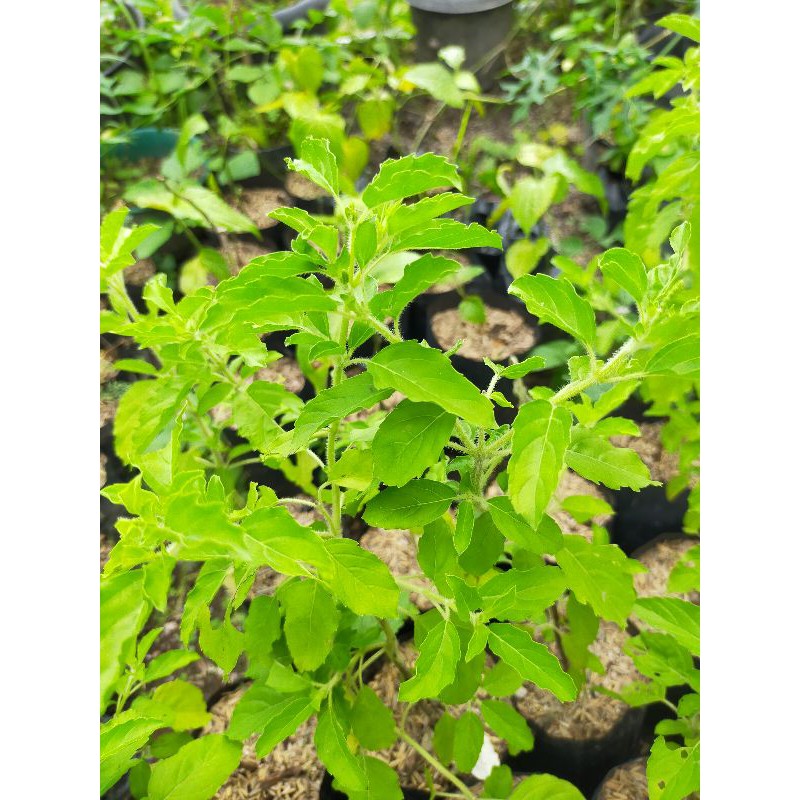 Jual Bibit tanaman ruku ruku atau tulsi | Shopee Indonesia