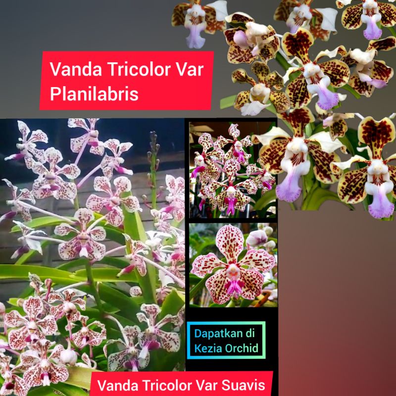Jual Anggrek Vanda Tricolor Var Suavis ; Vanda Tricolor Var Planilabris ...