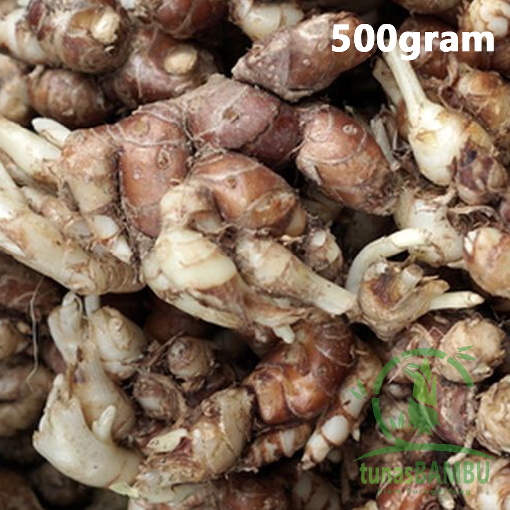 Jual Kencur Rempah Bumbu Dapur Herbal alami cekur | Shopee Indonesia