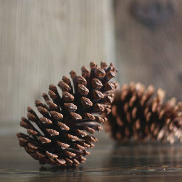 Buah pinus / buah pinus besar / rustic | Shopee Indonesia