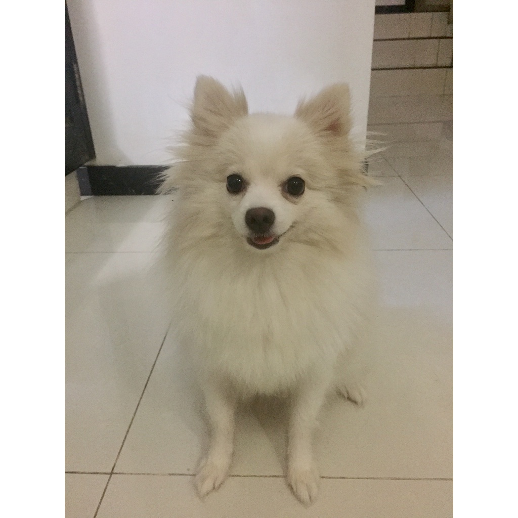 Jual Jual Anjing Pom Pomeranian Betina Female Bersurat Sudah Vaksin ...