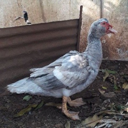 Jual TELUR MENTOK/ENTOK RAMBON FULLSILVERBLUE DAN RAMBON FERTIL - TELUR ...