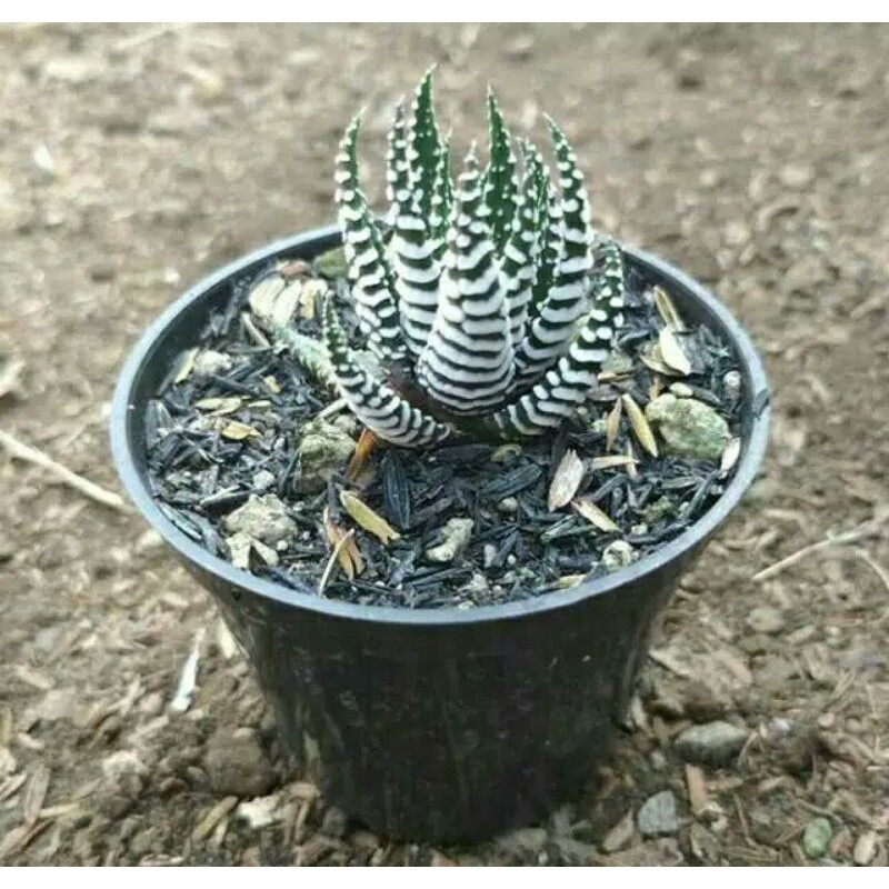 Jual Haworthia Sukulen Kaktus Zebra/ Attennuata / Perkutut ...