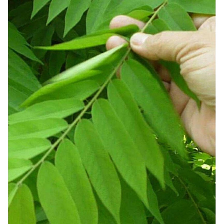 Jual SeedCenter 50 Lembar Daun Kering Belembeng Caleneng Eungkot Boh ...