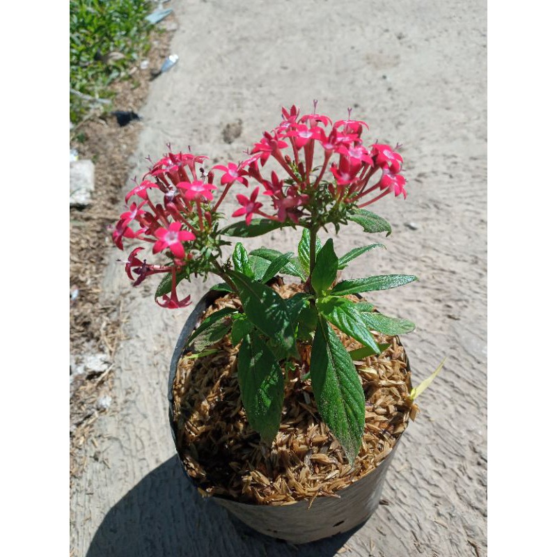 Jual tanaman pentas/bunga pentas merah | Shopee Indonesia