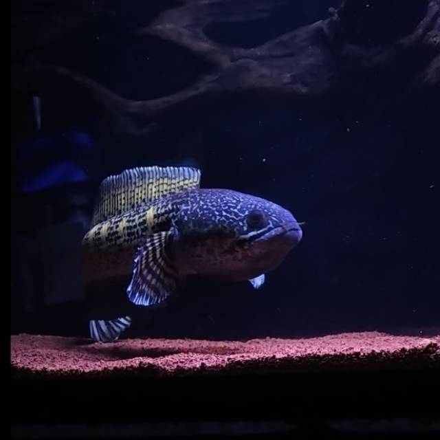 Produk bang juna | Shopee Indonesia