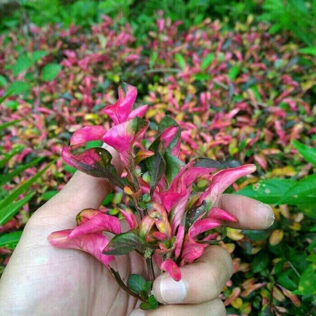 Jual Krokot merah tanaman hias krokot merah | Shopee Indonesia