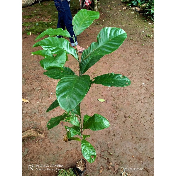 Jual POHON KOPI TINGGI ± 1 METER ( TANAMAN KOPI ) | Shopee Indonesia