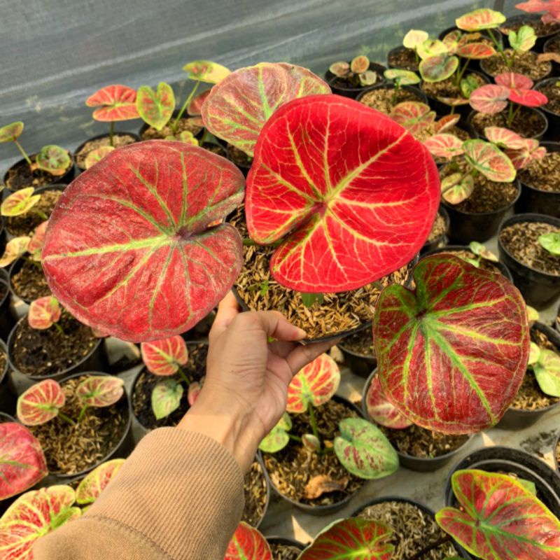 Jual TANAMAN HIAS CALADIUM RED TEMBIKAI KELADI TEMBIKAI | Shopee Indonesia