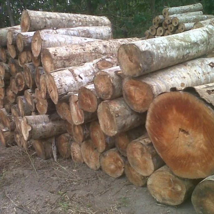 Jual SE ONS BIJI BENIH POHON KAYU ALBASIA SOLOMON | Shopee Indonesia