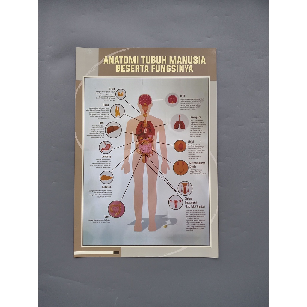 Jual Poster Anatomi Tubuh Manusia, Media Edukasi Kesehatan, Poster ...