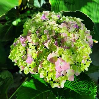 Jual Bibit bunga pancawarna/Hydrangea/hortensia Indonesia|Shopee Indonesia