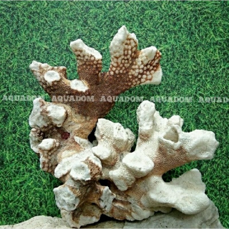 Jual TERUMBU KARANG ORANGE 100% NATURAL WARNA ALAM HASIL LAUT | Shopee ...