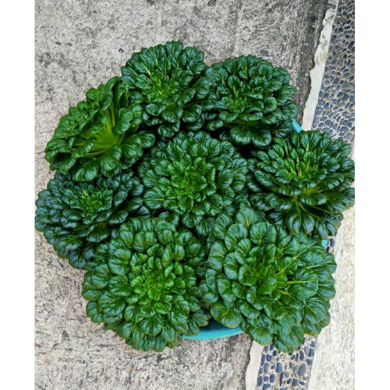 Jual Sayur Sawi Pagoda/Takecai/Tatsoi produk hidroponik termurah bebas ...