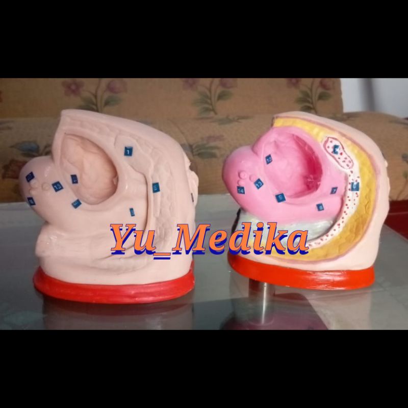 Jual Phantom | Manikin | Alat Peraga | Model Pemasangan Kateter Wanita ...