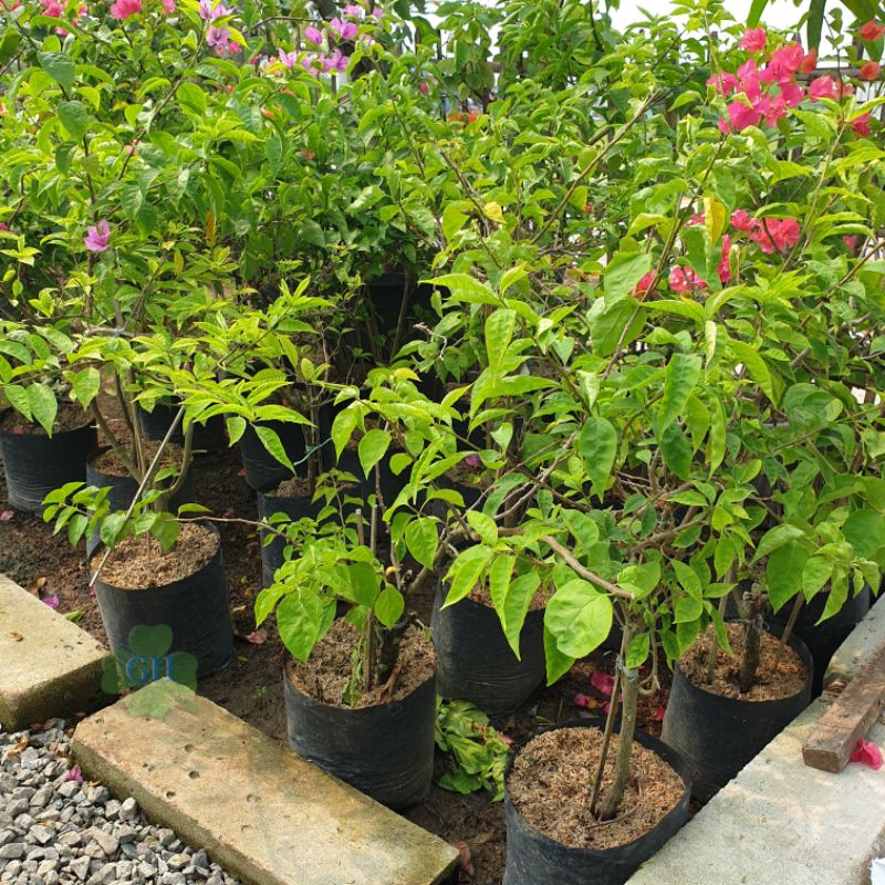 Jual Tanaman Hias Pohon Bunga Bougenville Bibit Bugenvil Kembang Kertas ...