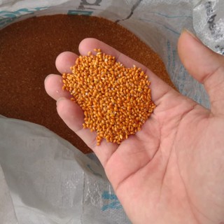 Jual Pusat Benih Bibit rumput signal grass Brachiaria Decumben 1kg ...