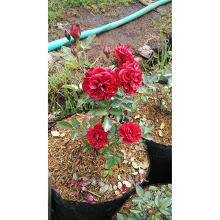 Tanaman bunga baby rose | Shopee Indonesia