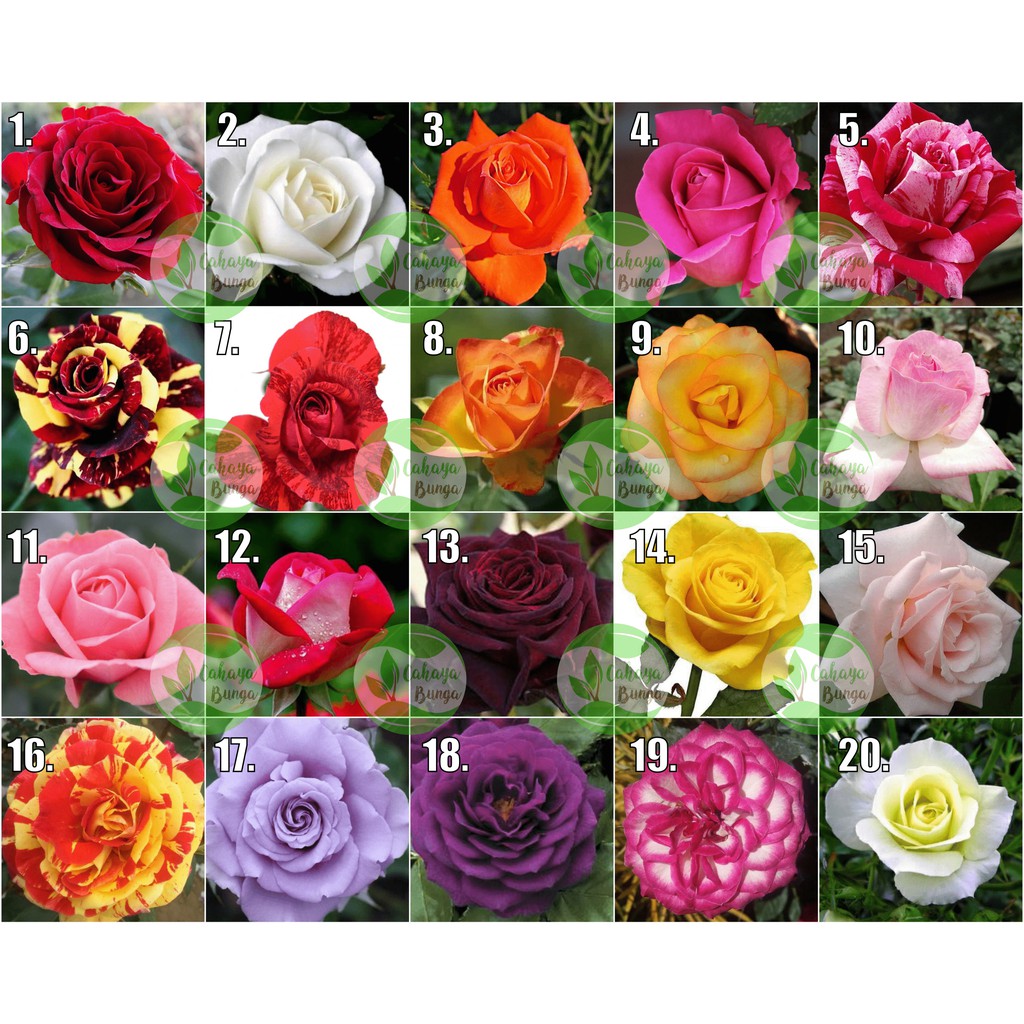 Jual Tanaman Hias Bunga Mawar - Paket Bunga Mawar 10 pcs - Paket ...