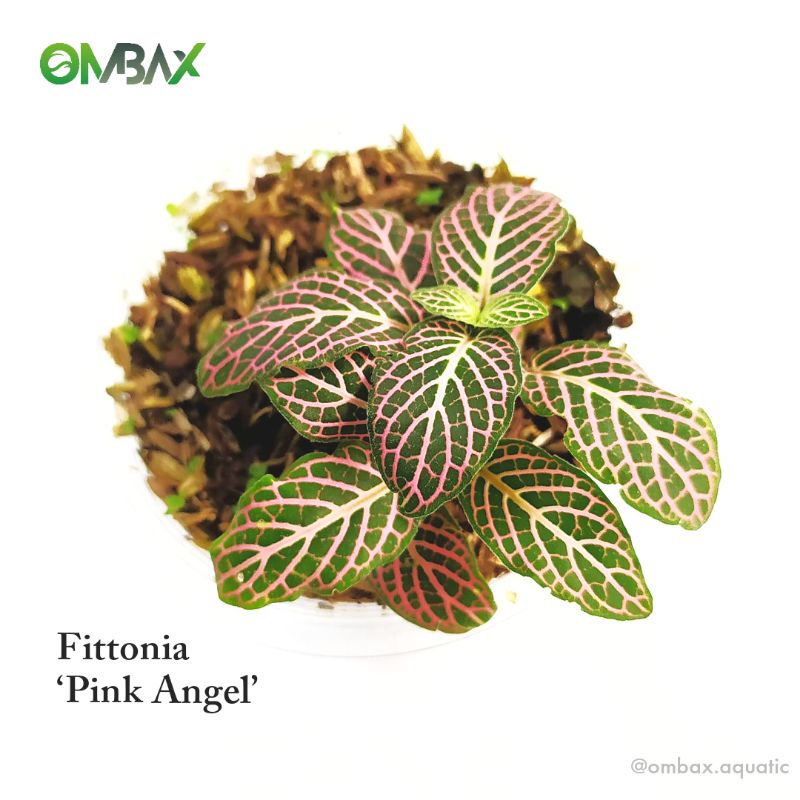 Jual Fittonia 'Pink Angel' - Tanaman Terrarium / Vivarium / Tanaman ...