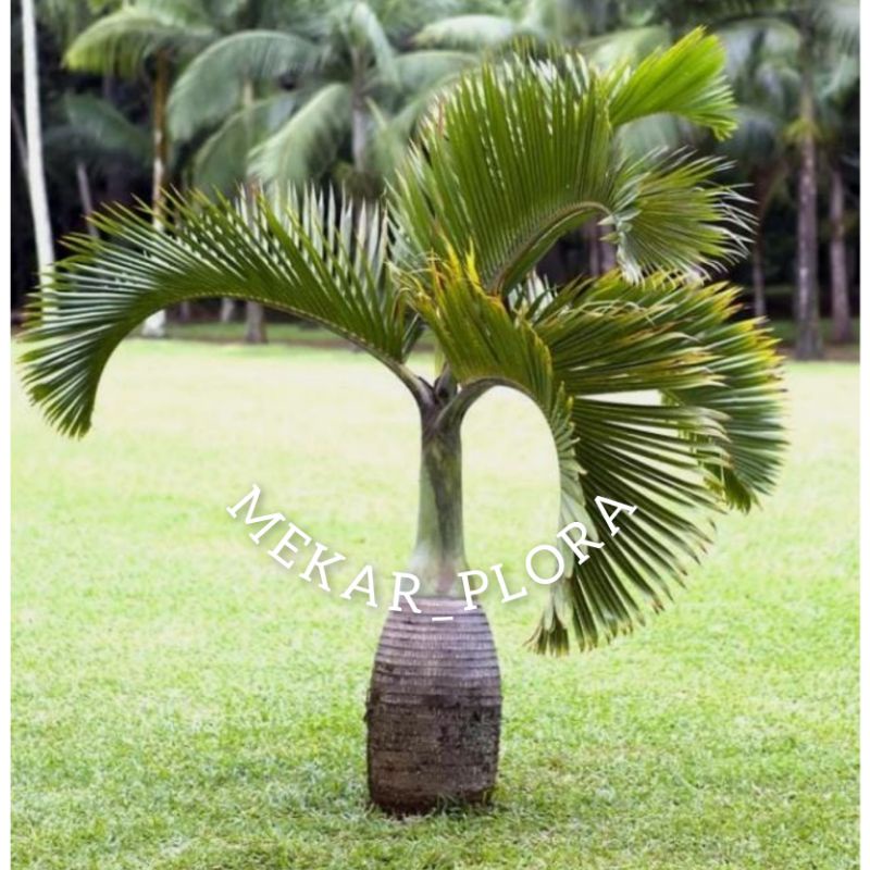 Jual Tanaman Hias Palem Botol Murah / Tanaman Hias Hidup Palem Botol ... Jual Tanaman Hias Palem Botol Murah / Tanaman Hias Hidup Palem Botol ...