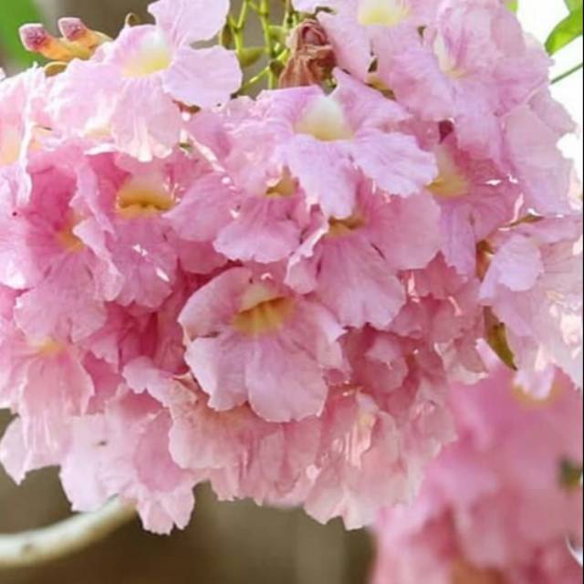 Jual Promo paket hemat 3 pohon tabebuya bunga pink ungu dan kuning ...