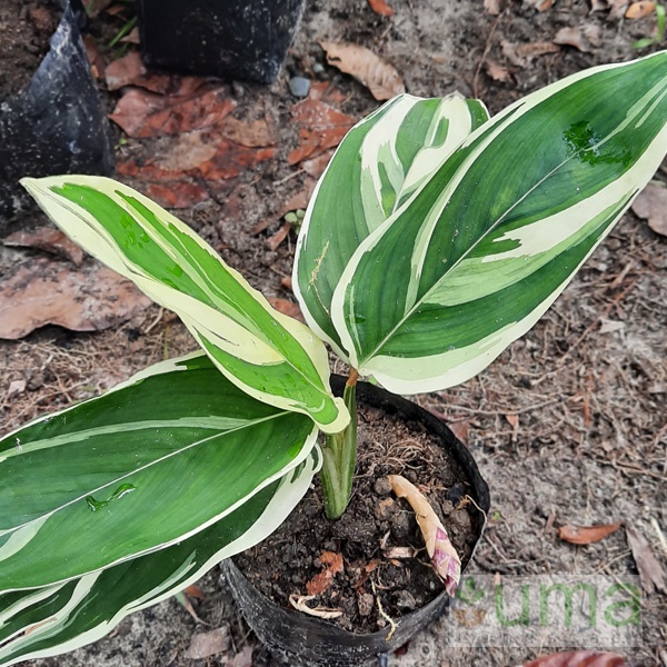 Jual Tanaman hias calathea variegata I calatea varigata | Shopee Indonesia