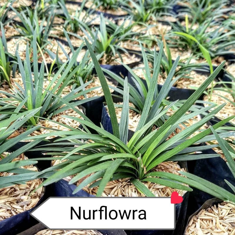 Jual ( BISA COD ) Tanaman indoor kucai mini pengganti rumput - kucai ...