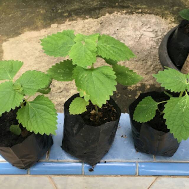 Jual Pohon Daun Matcho | Shopee Indonesia