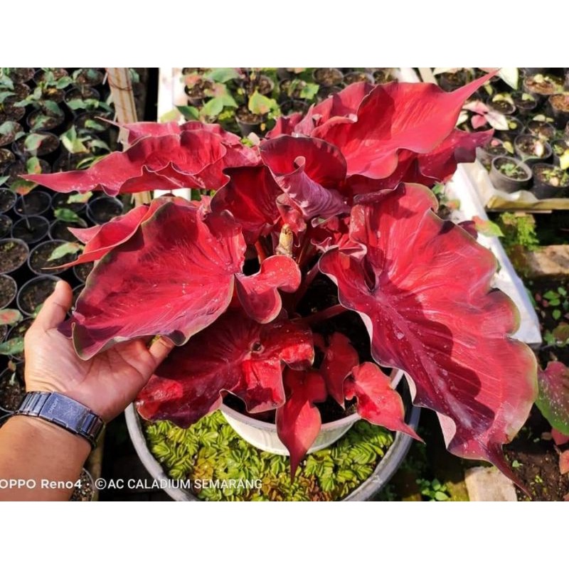 Jual Tanaman Hias Keladi Anggur Merah / Tanaman Hias Anakan Keladi ... Jual Tanaman Hias Keladi Anggur Merah / Tanaman Hias Anakan Keladi ...