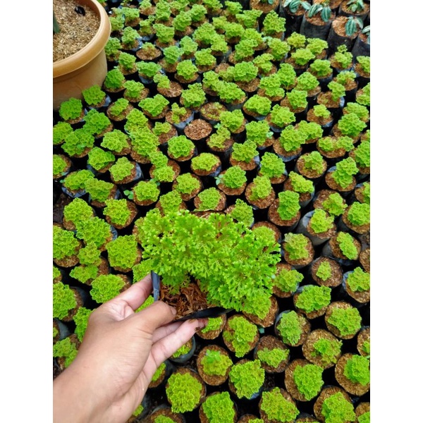 Jual Ande-ande lumut/Rumput papua | Shopee Indonesia