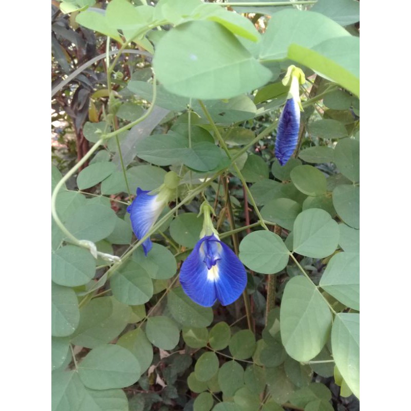 Jual tanaman bunga Telang | Shopee Indonesia