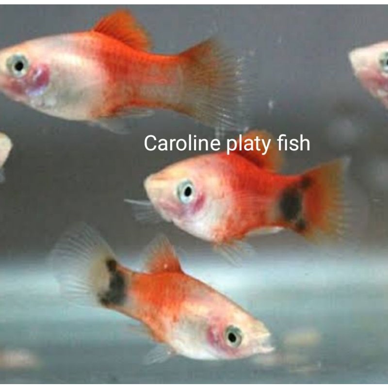 Jual Ikan HIAS CAROLINE molly carolin platy | Shopee Indonesia